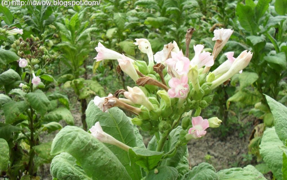 Tobacco - Nicotiana tabacum