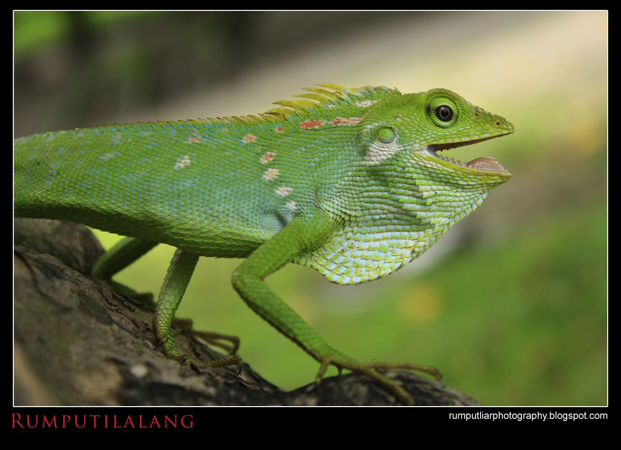 rumputilalang: Bunglon Surai