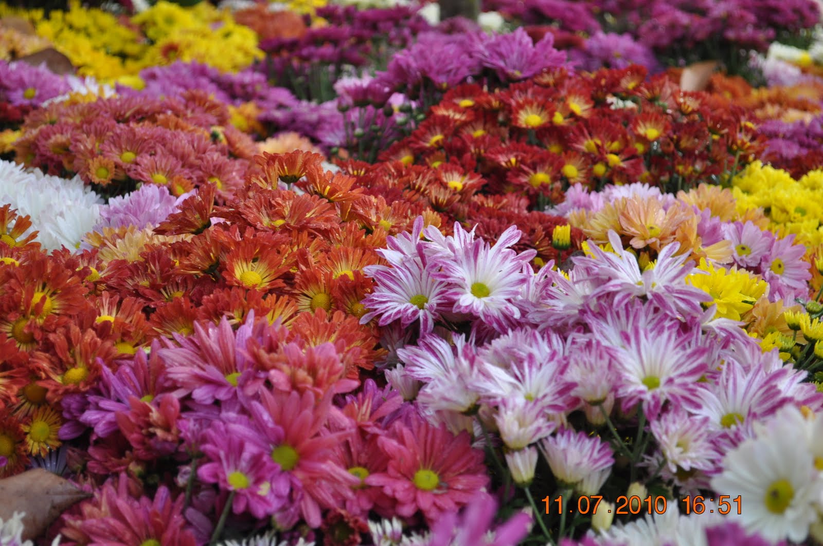 aidi photographer: Bunga Daisy pelbagai warna