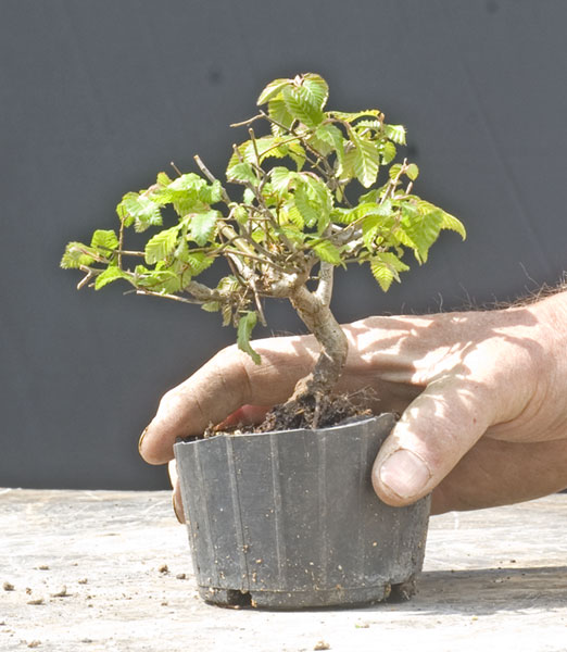 Walter Pall Bonsai Adventures: more very small trees