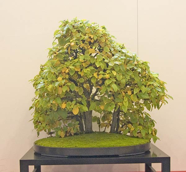 Walter's Travelogues: BonsaiAutumn 2010 #10 the exhibit