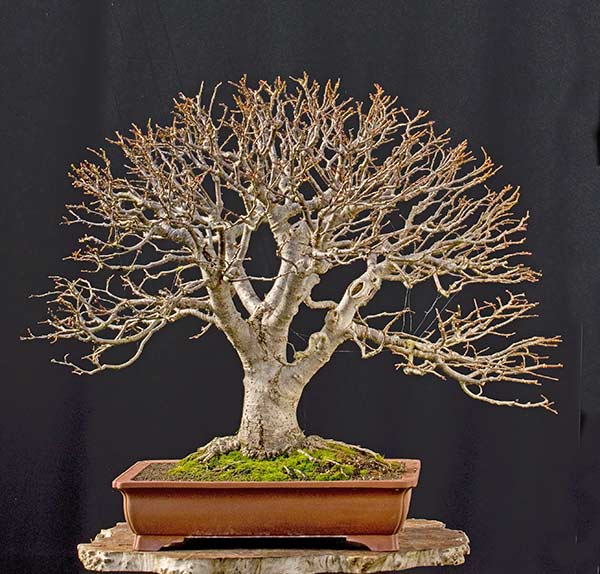 Walter Pall Bonsai Adventures: linden broom