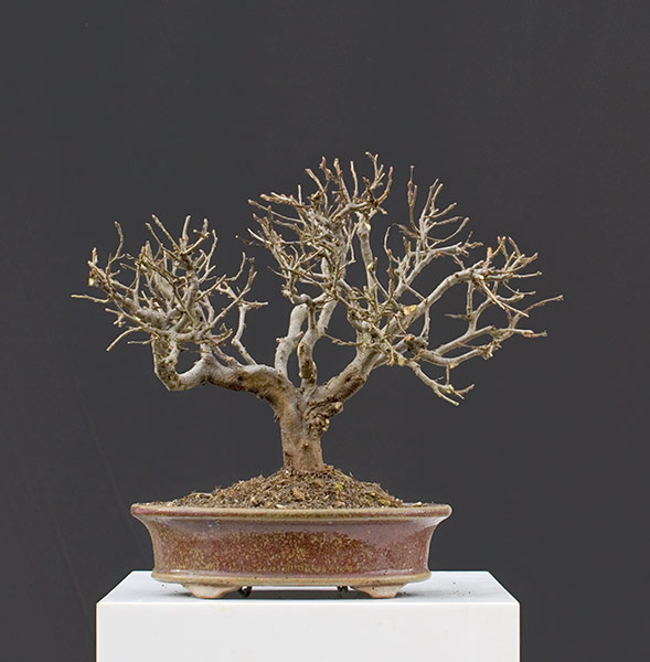 Walter Pall Bonsai Adventures: more small hornbeams