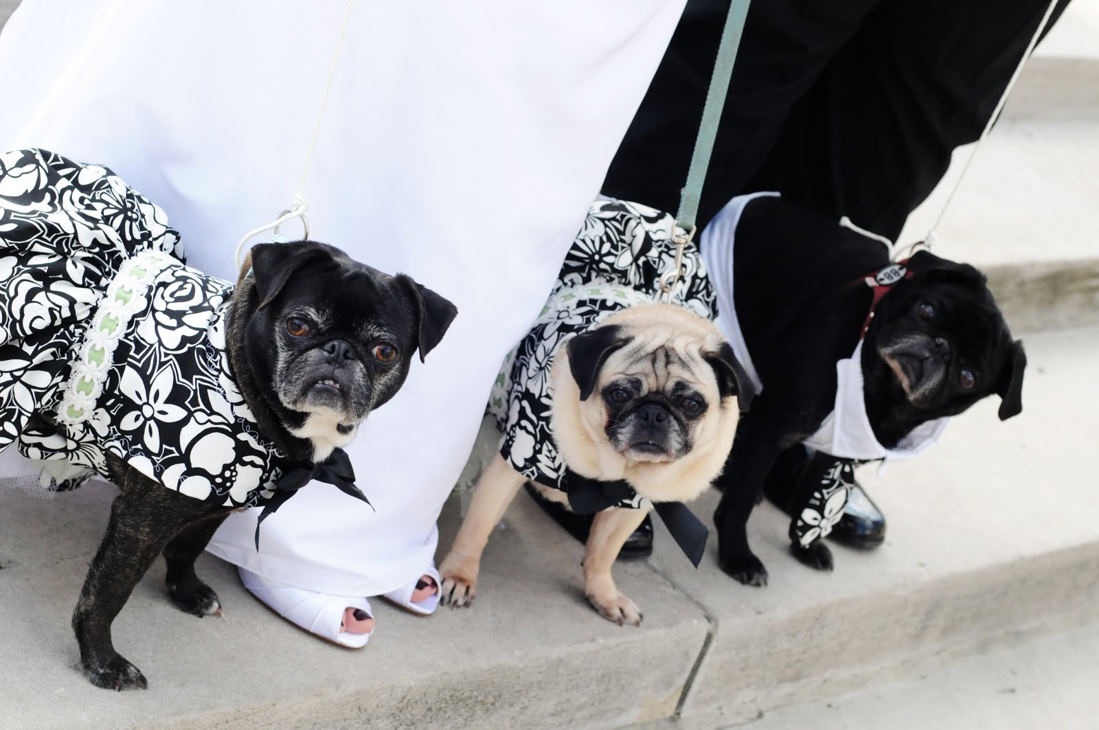 Miss Pug's Pawfect Wedding: Our Pawfect Wedding: Pugs & Us