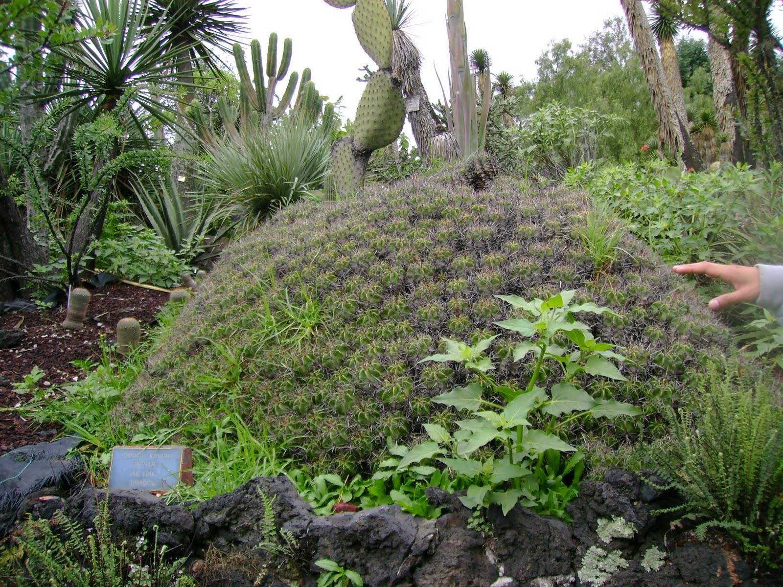 practica jardin botanico unam
