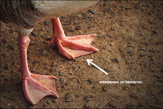 Espaço Ciências 5ºano: Locomoção na água