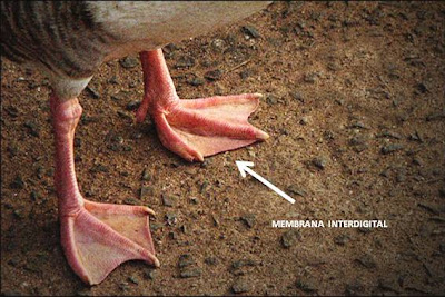 Espaço Ciências 5ºano: Locomoção na água