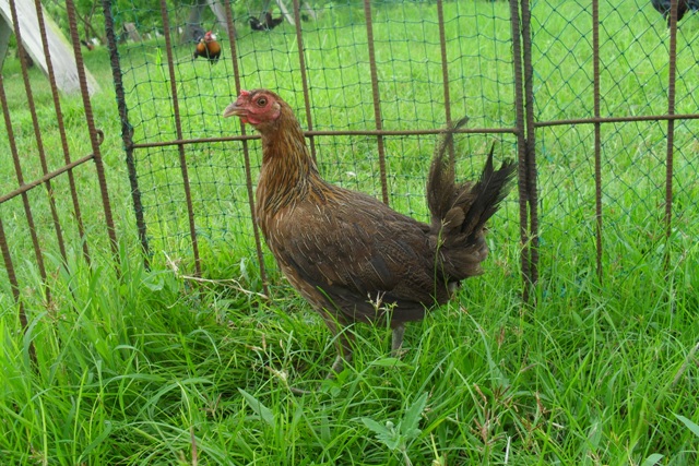 Springwater Farm: Photos