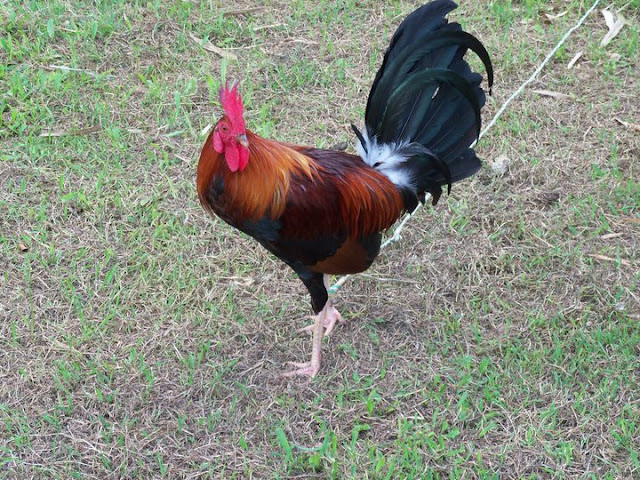 Springwater Farm: Photos