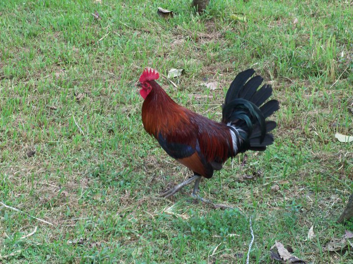 Springwater Farm: Photos