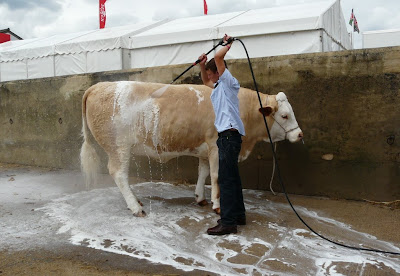 Saltaire Daily Photo: Cow wash