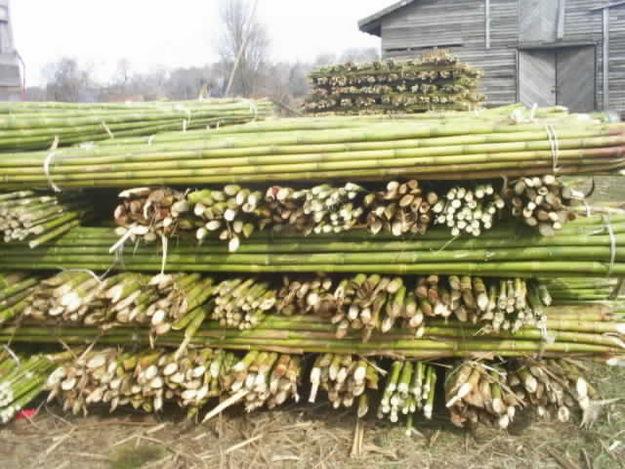 Colihues Araucania: El colihue (Chusquea culeou).