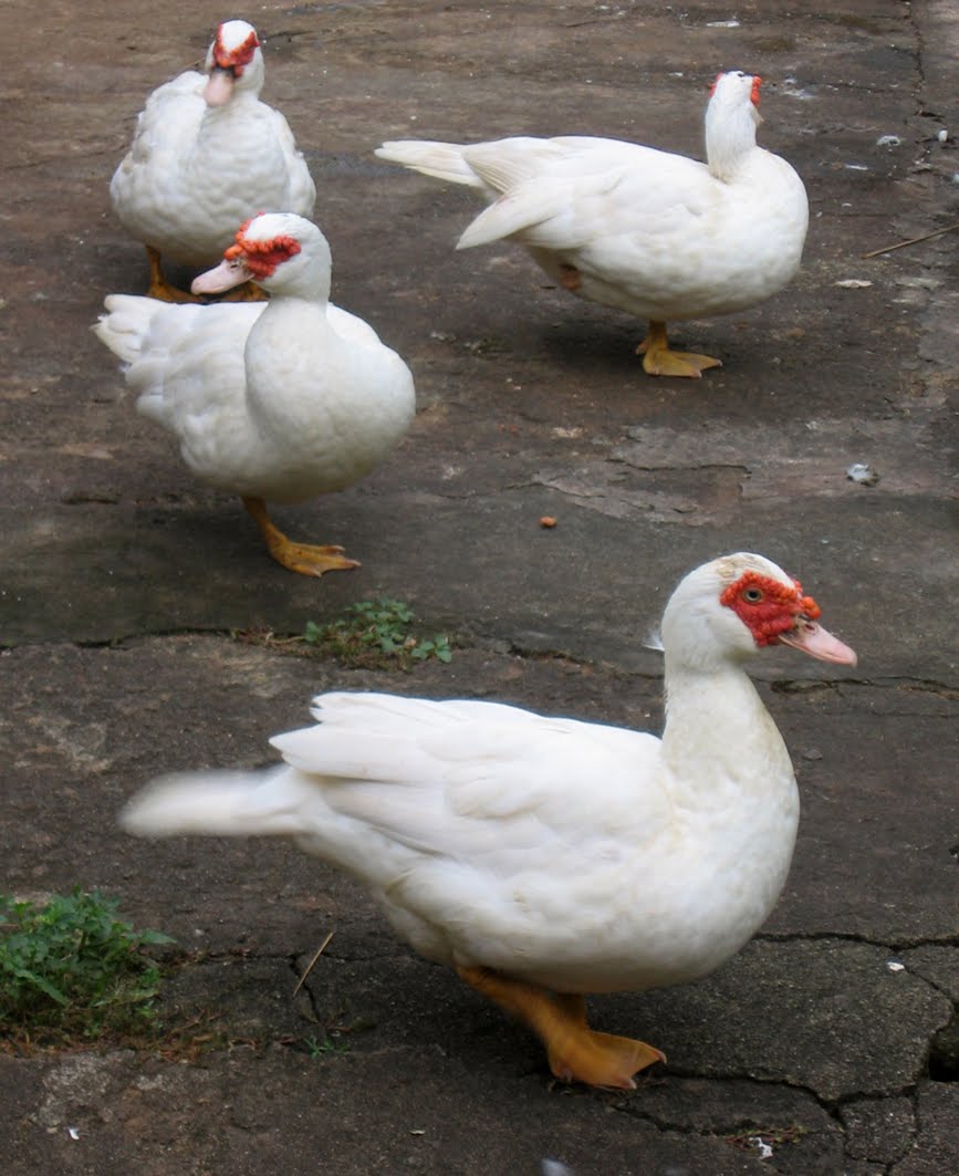 MiSh-mAsh: Muscovy Ducks