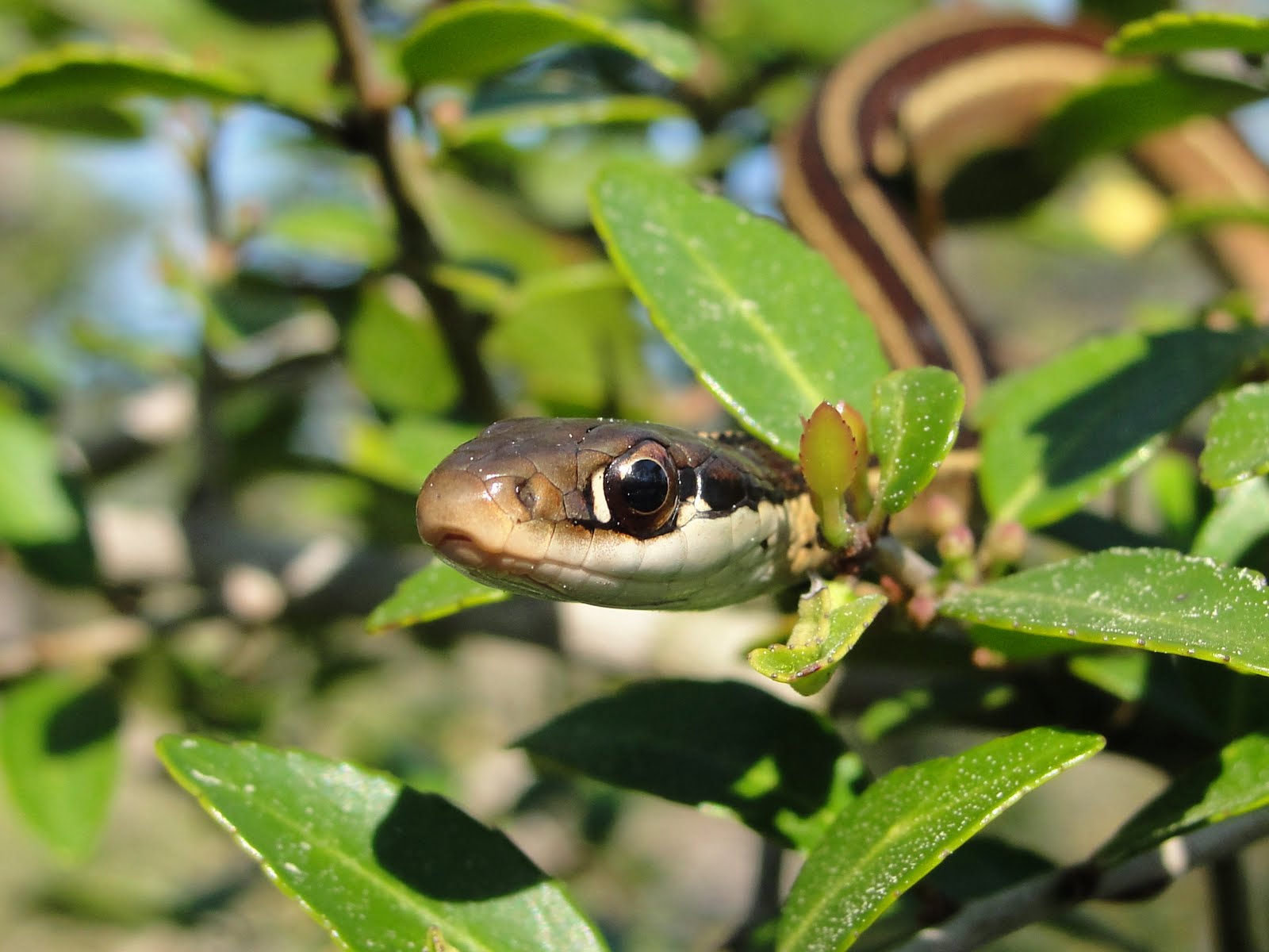 onward, westward: Spring serpents