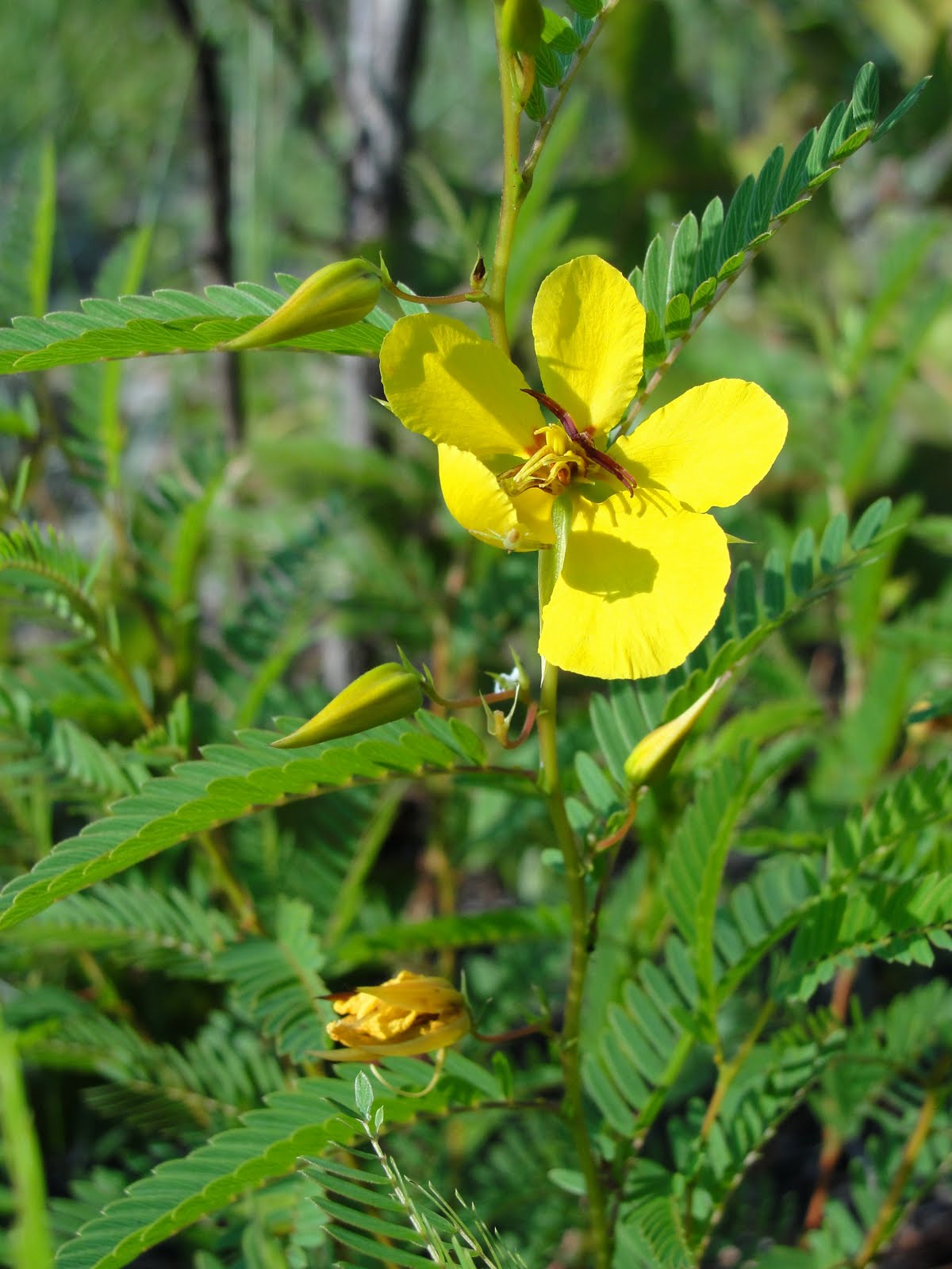 onward, westward: Pea family (family Fabaceae)