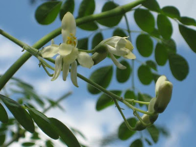 The Simply Missions Blog: GoDevelop Olmoran Update