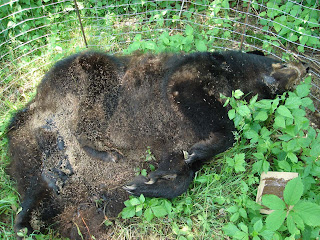 BEAR BLOG AND CARCASS CAM: INTO THE SECOND WEEK OF DECOMPOSITION