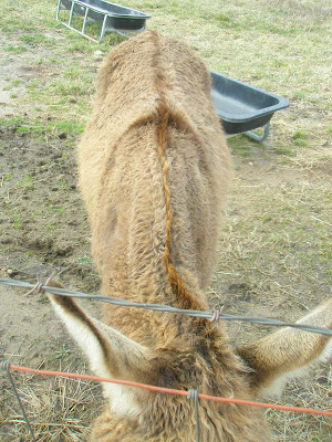 (Mis)Adventures on Huckleberry Farm: Legend of the Donkey's Cross