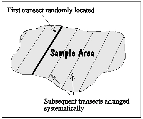 Advanced Science Research Methods: The Amazing Line Transect