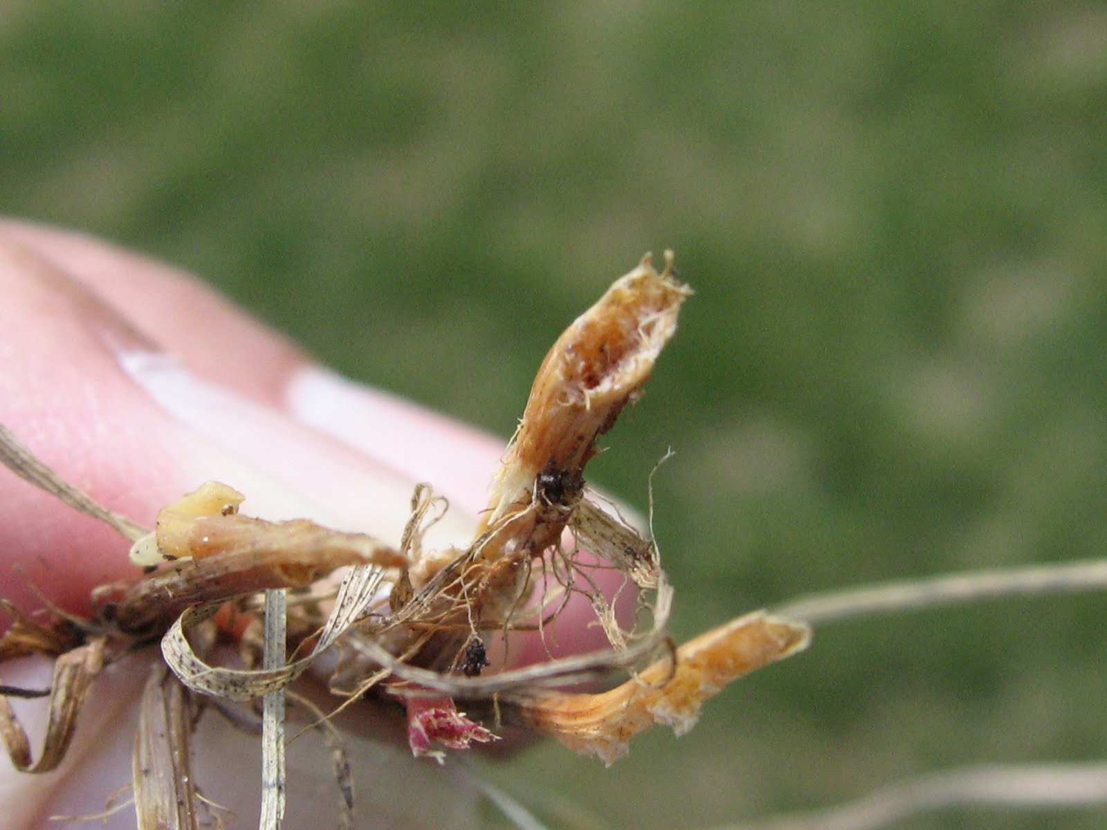 iaTURF: IT'S BILLBUG TIME AGAIN.