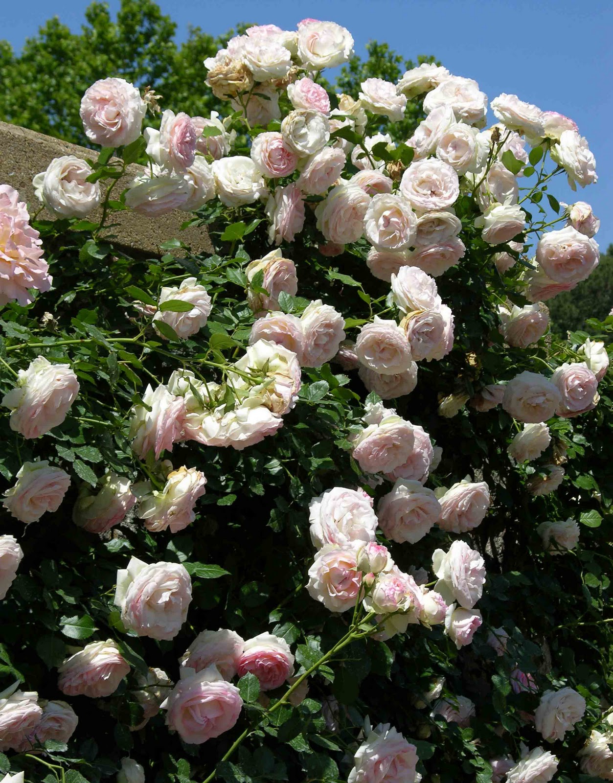 Creative Splatter: Rose Photos