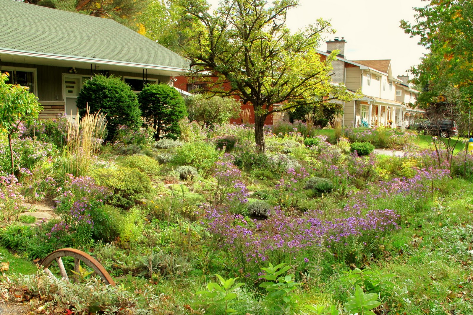 Wynn Anne's Meanderings: It's a beautiful day in the neighbourhood!