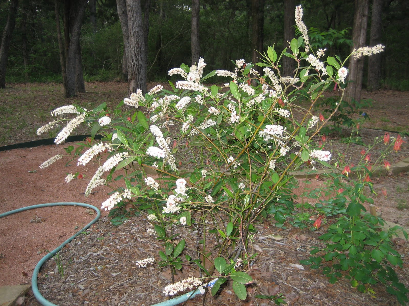 Lisa Bonassin's Garden: What's Blooming Now - Sweetspire 05/06/10