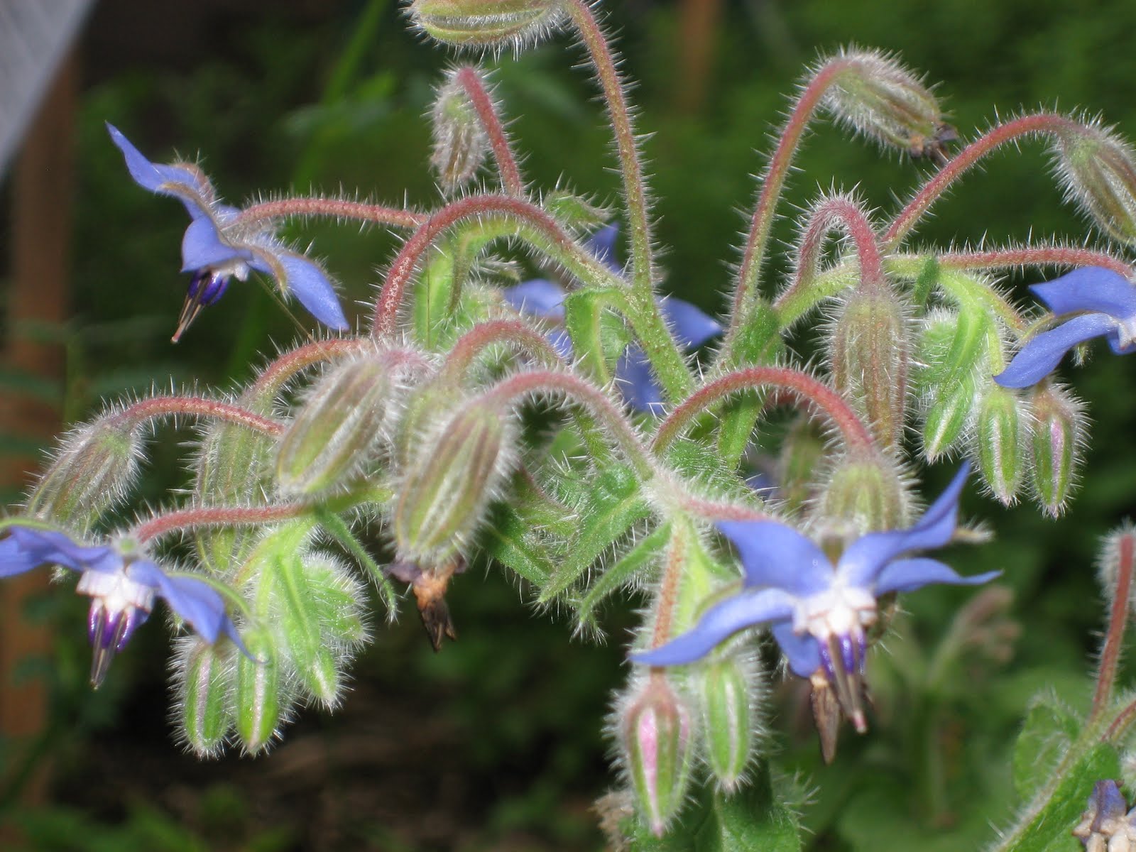 Lisa Bonassin's Garden: Medicinal Uses of Borage