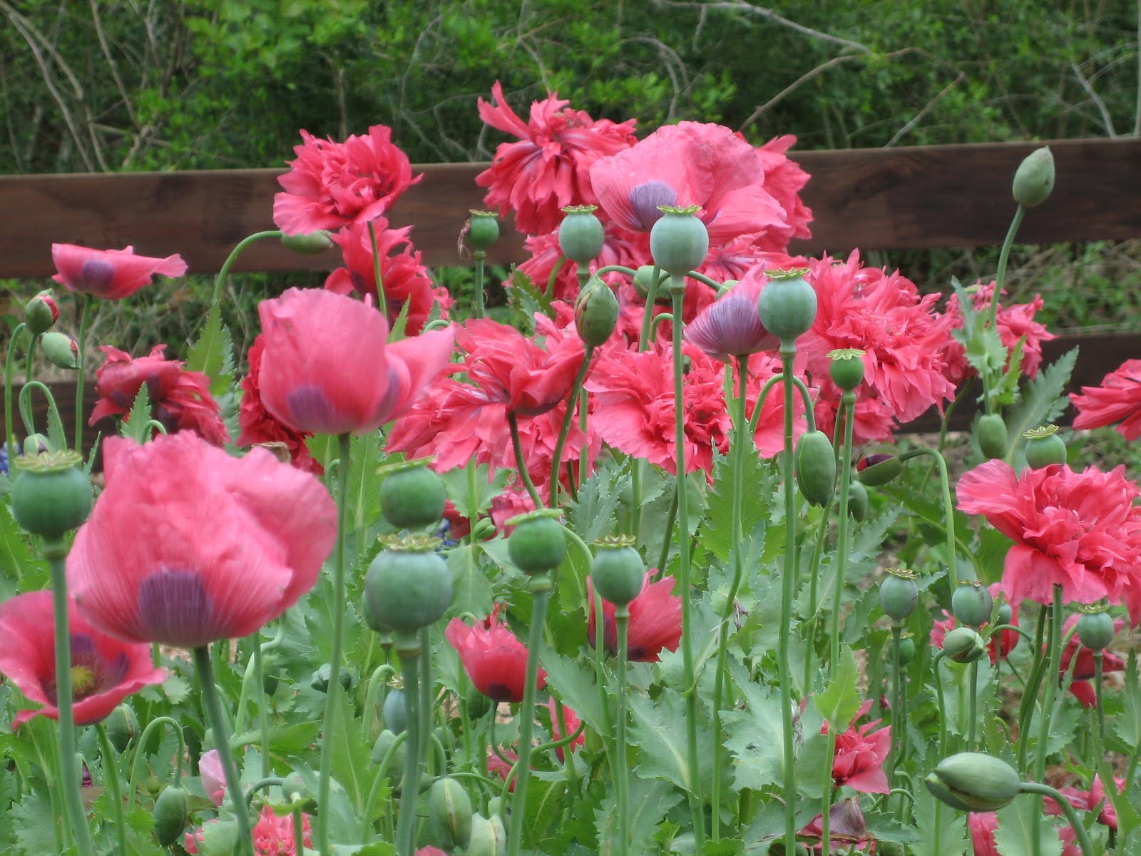 Lisa Bonassin's Garden: Beautiful Poppies