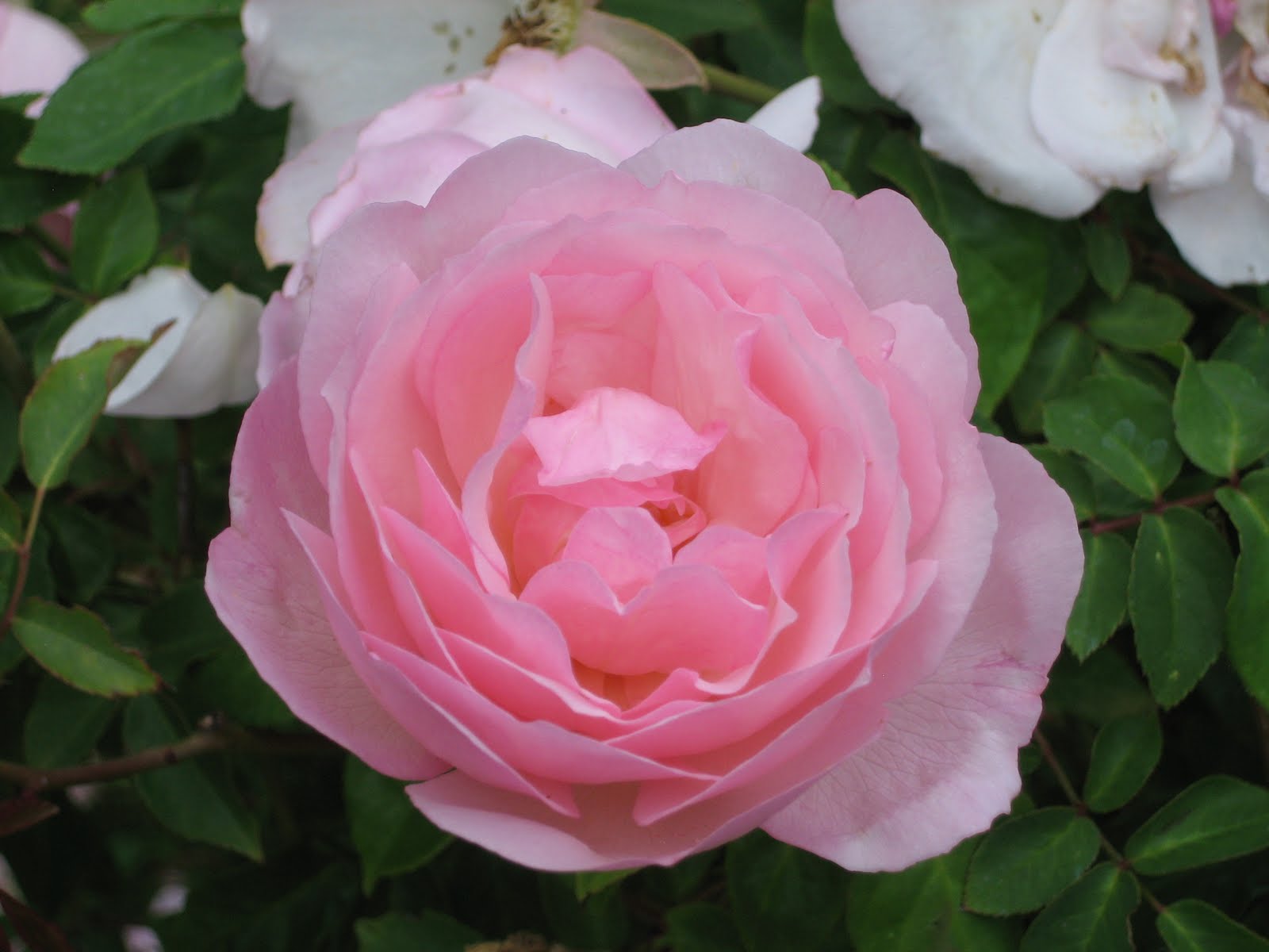 Lisa Bonassin's Garden: What's Blooming Now Duchess de Brabant Rose 04 ...
