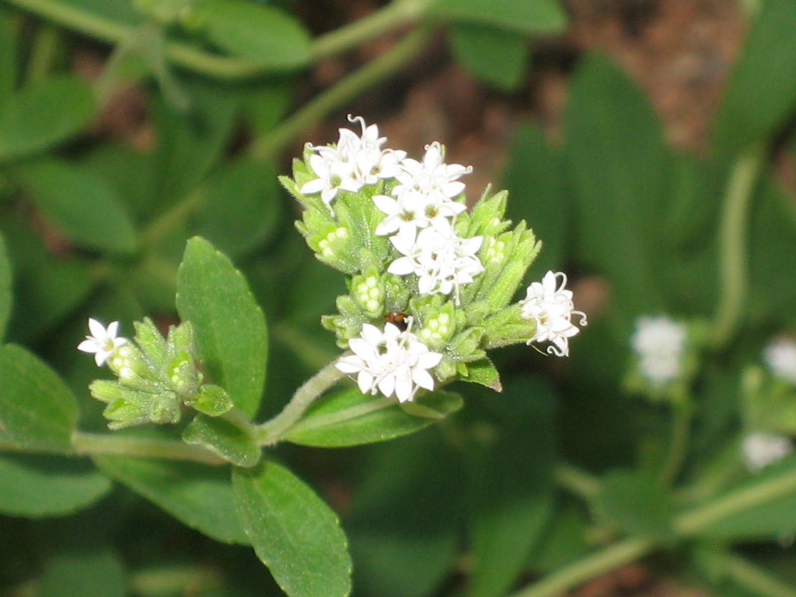Lisa Bonassin's Garden: Stevia the Natural Sweetener and Medicinal Herb
