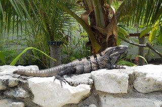 Taking Belize: Belize's Largest Lizard - The Iguana