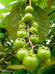 Taking Belize: Craboo Ice Cream