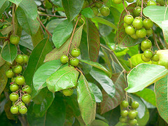 Taking Belize: Craboo Ice Cream