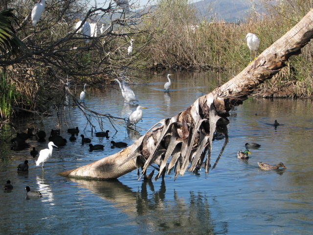 THE VIEW FROM MY CAMERA: Bird Sanctuary At The Fillmore Fish Hatchery ...