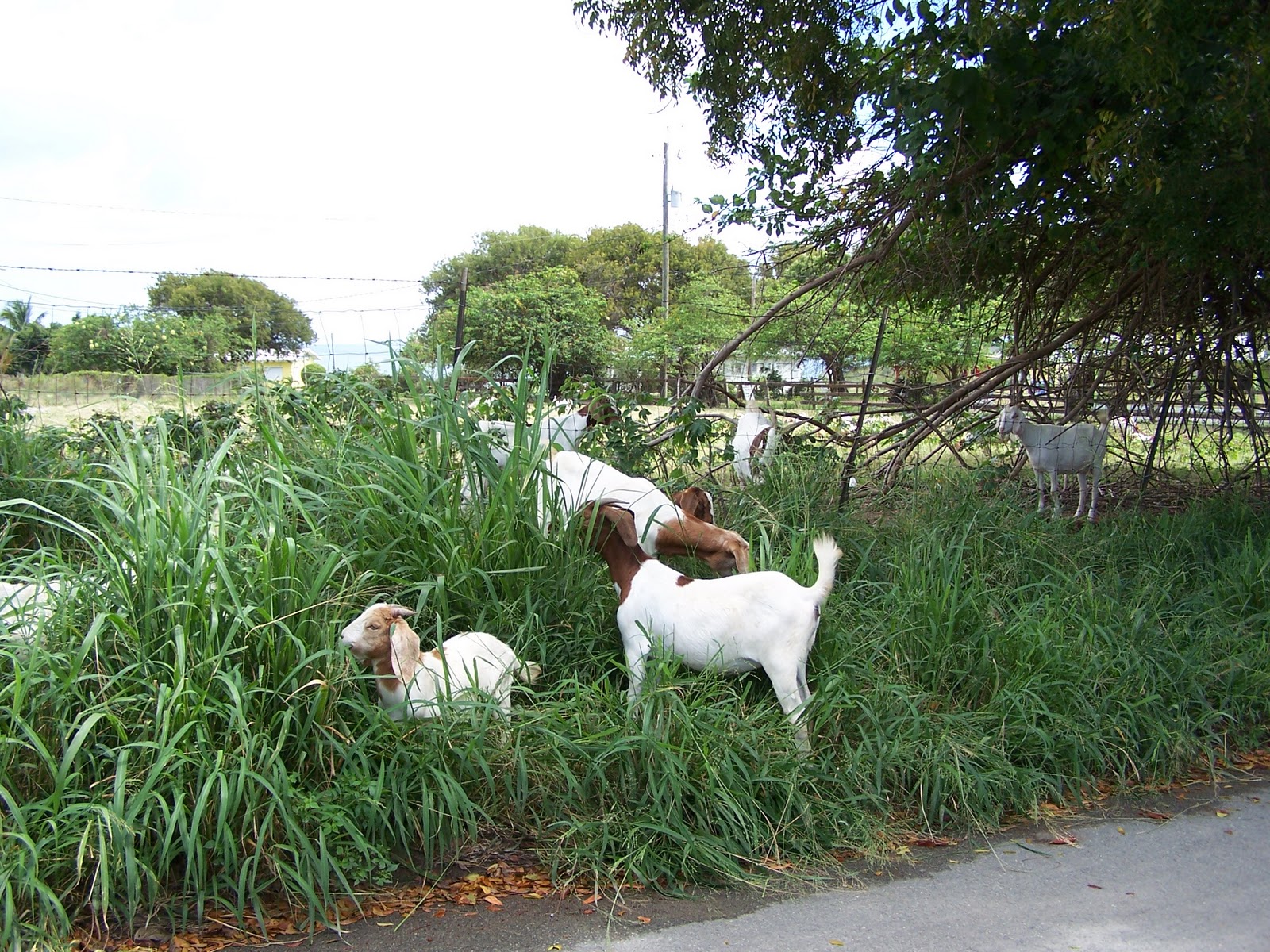Caribbean Missions: Animals & Birds On St. Croix