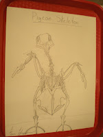 Hybrids of Art and Science: Scientific Illustration Examples for my ...