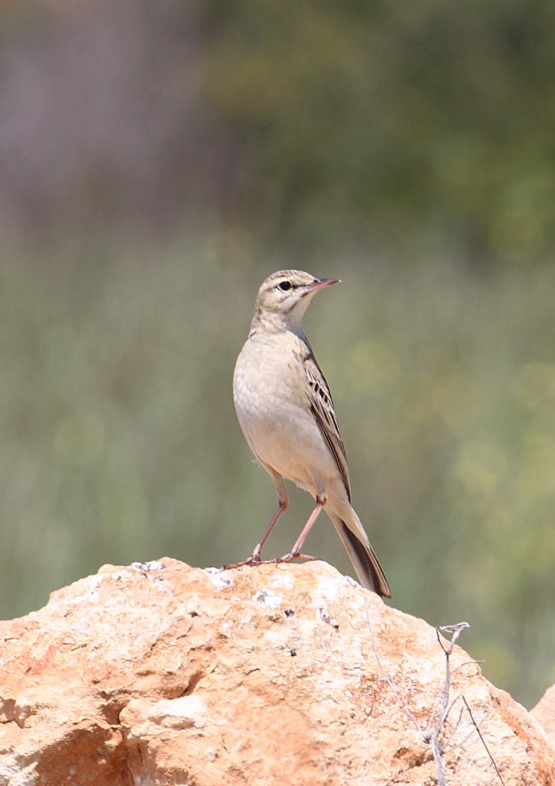 Another Bird Blog: More From Menorca