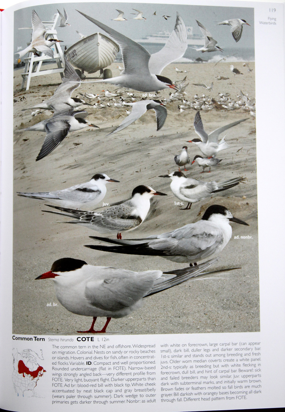 Another Bird Blog: Crossley ID Guide