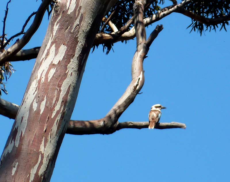 Alex and Bob`s Blue Sky Scotland: Mount Remarkable.Flinders Ranges.