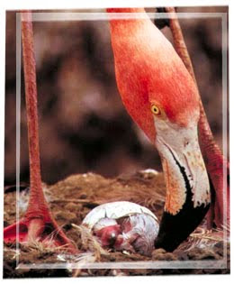 dotEARTH: ALL ABOUT FLAMINGO