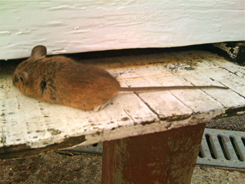 Beekeeping with The Hive Honey Shop: Mouse Guards on Hives NOW!