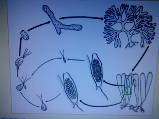 Codium: Reproducción de Codium