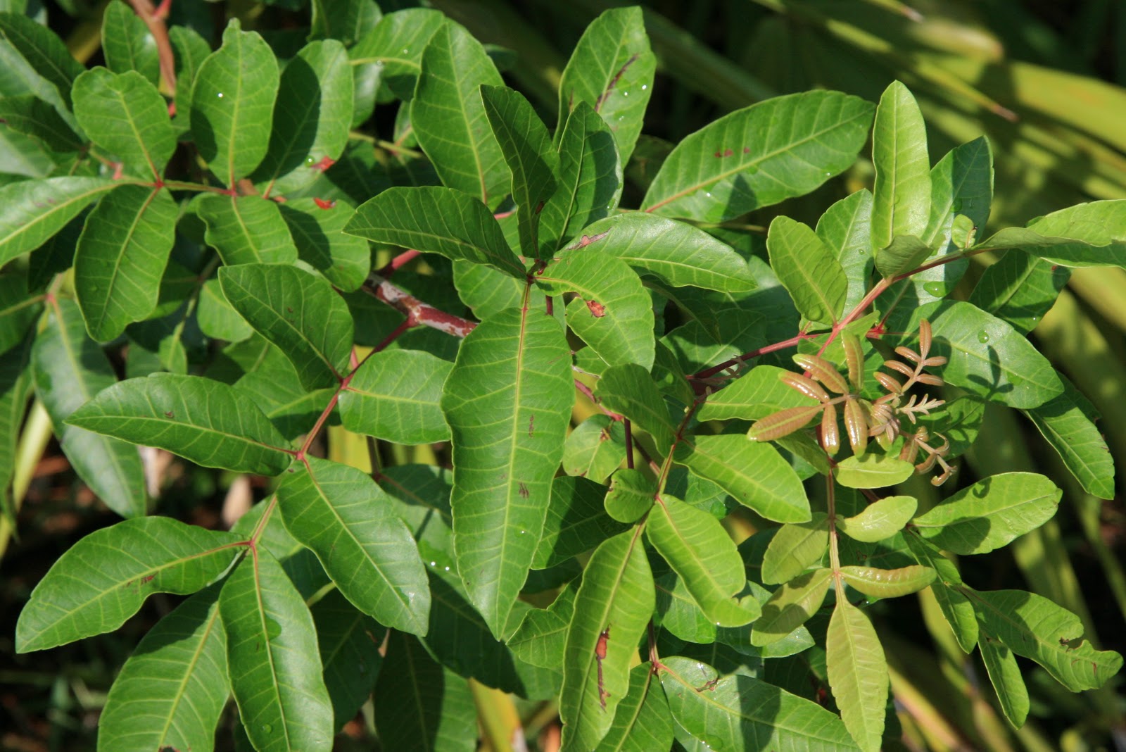 Random Ferments: Brazilian Pepper