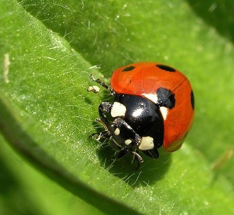 diapason: COCCINELLA