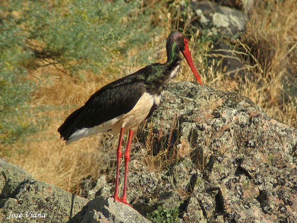 Fauna Selvagem: Cegonha-preta (Ciconia nigra)