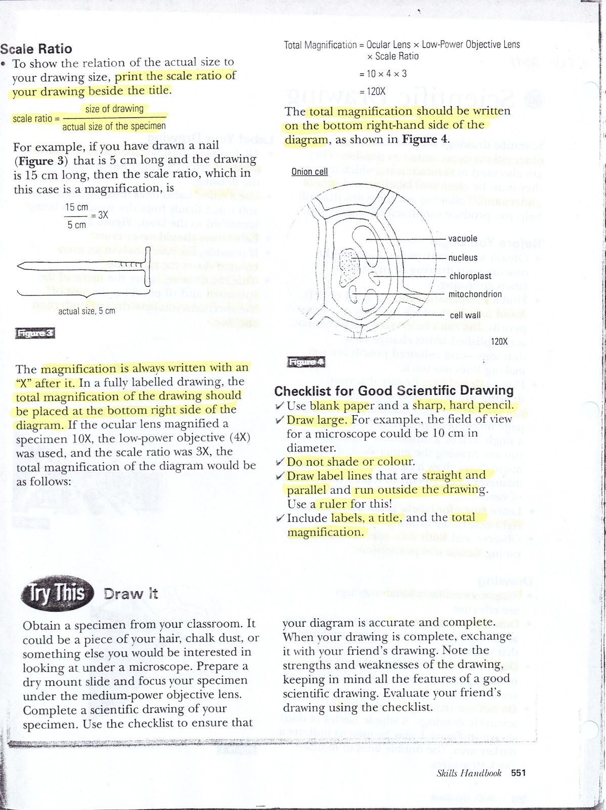 All Saints Online: Scientific Drawing: Part 2