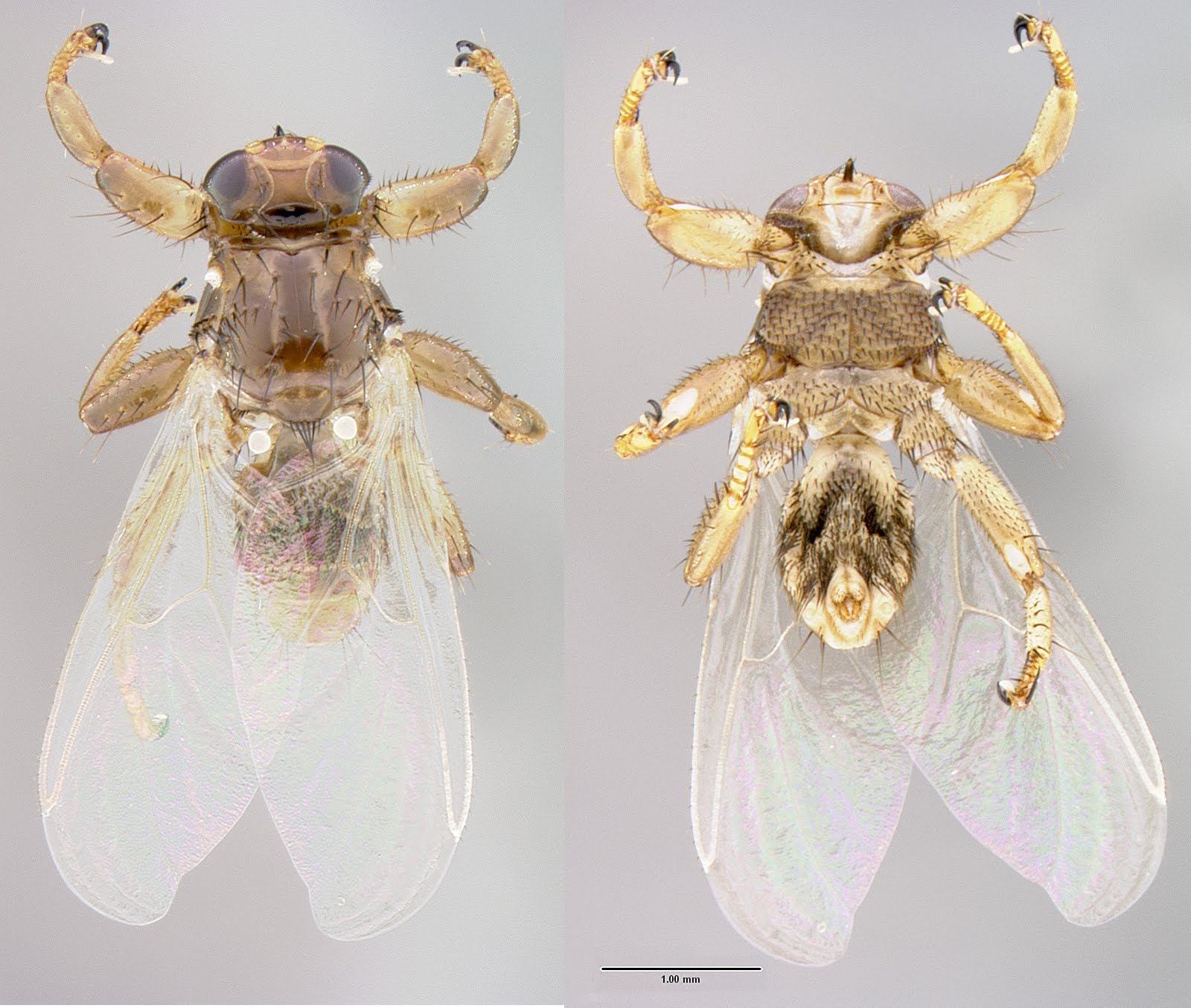 Insect Image of the Week: Hippoboscidae