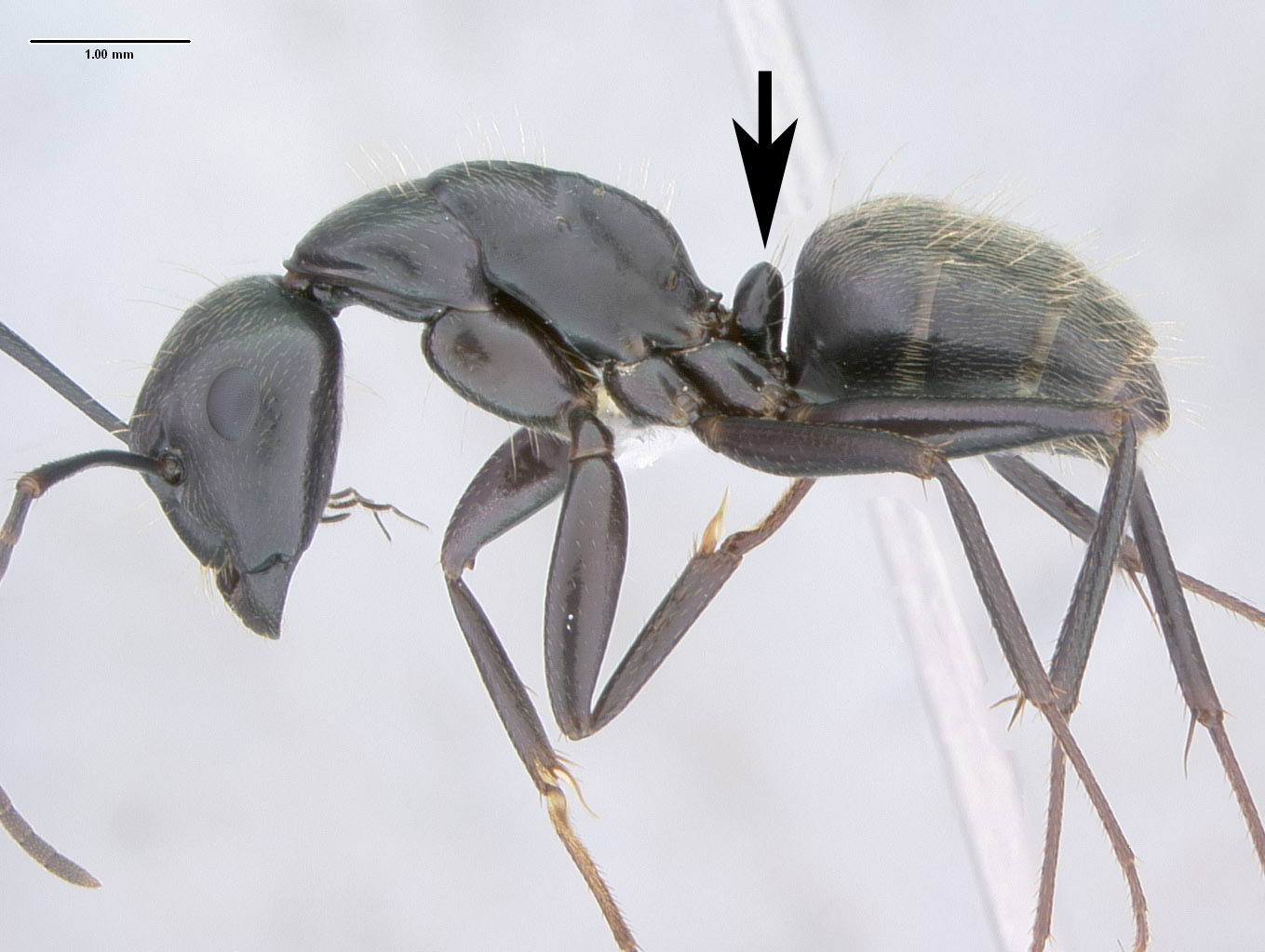 Insect Image of the Week: Formicidae