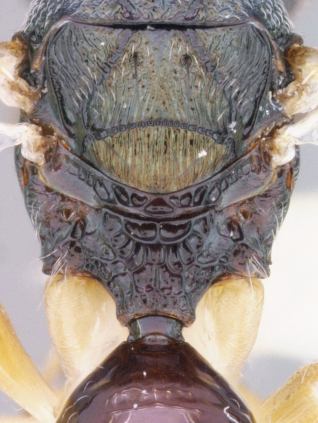Insect Image of the Week: Propodeum